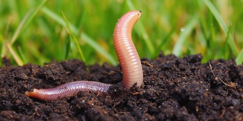 Talking with an earthworm | Đọt Chuối Non