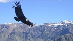 El Cóndor Pasa with panflute king Gheorghe Zamfir | Đọt Chuối Non